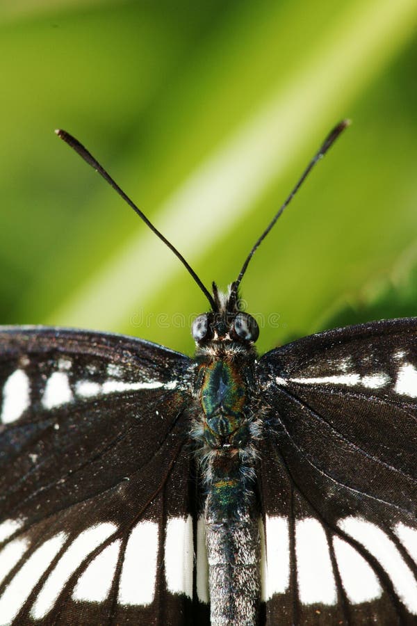 Nymphalidae stock image. Image of villus, tentacle, butterfly - 12848961