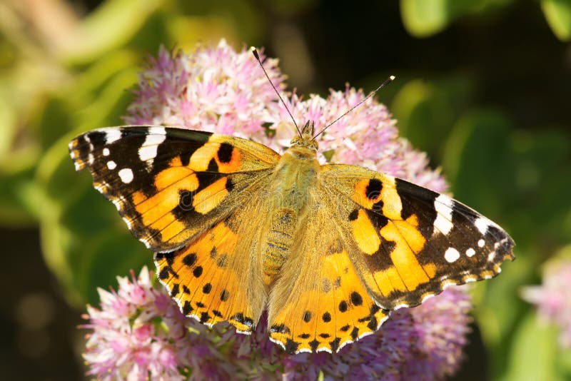 Nymphalidae butterfly stock image. Image of scalewing - 16394125