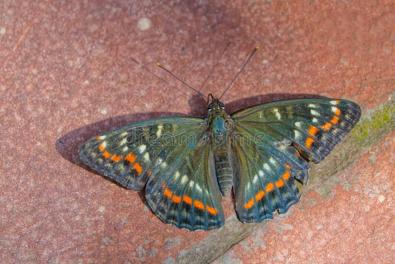 Nymphalidae butterfly stock photo. Image of close, butterfly - 119475408