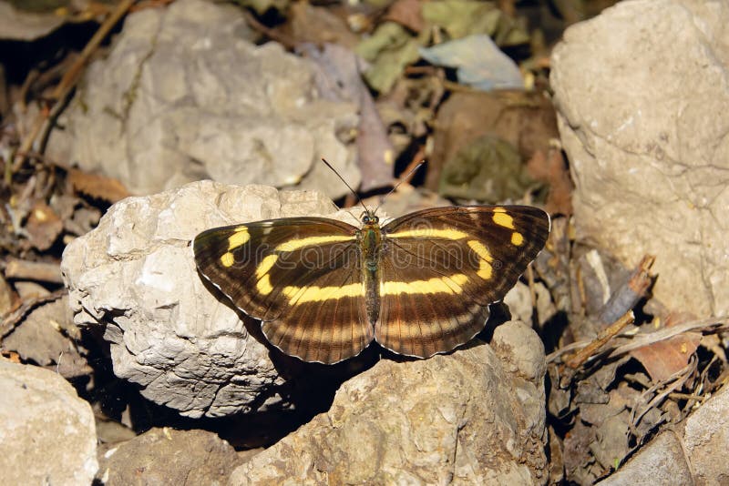 Nymphalidae butterfly stock image. Image of wildlife - 119474465