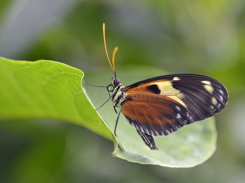 Nymphalidae Butterfly on Leaf Stock Photo - Image of vein, butterfly ...