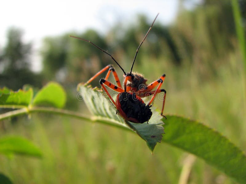 Nymphe D'insecte D'assassin Photo stock - Image du orange, noir: 33210706