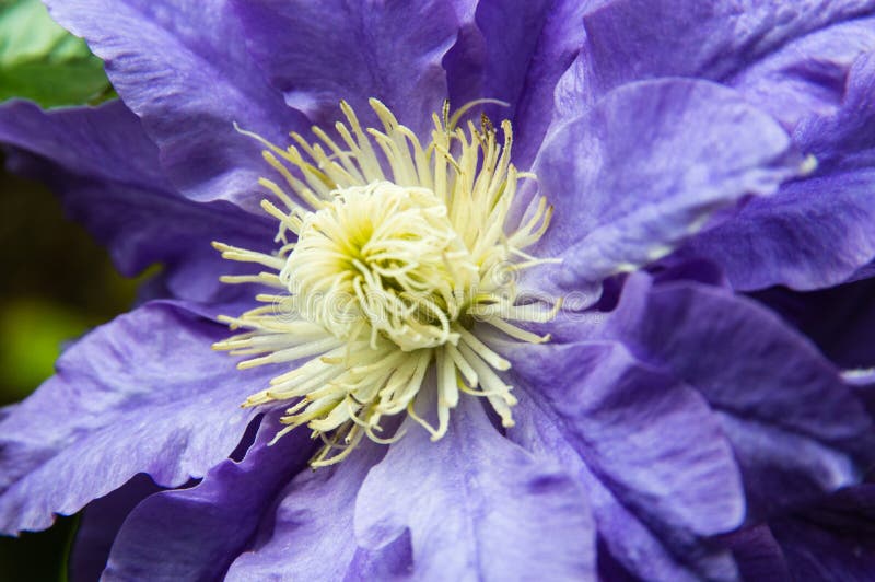 Nymphea stock image. Image of nature, vibrant, water - 44046811