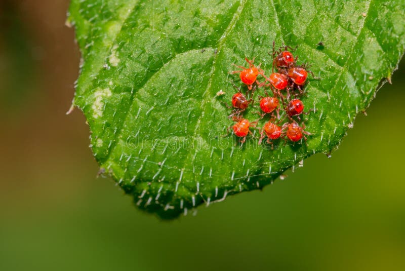 Cigale Minuscule De Noir D'insecte Photo stock - Image du minuscule ...