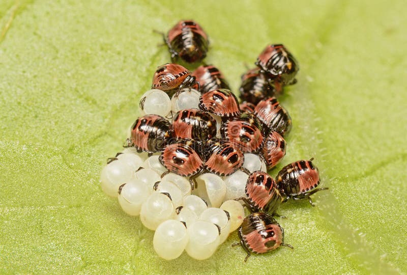 Nymphs of a Common Green Shield Bug, Palomena Prasina - 1st Instar ...