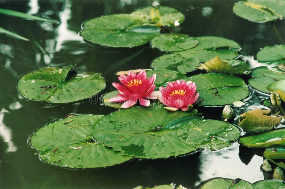 Nymphs in a pond stock photo. Image of blooming, flower - 170857934