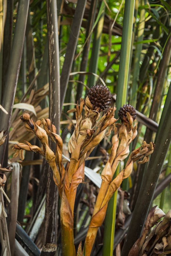 Nypa fruticans 库存照片. 图片 包括有 - 69004200
