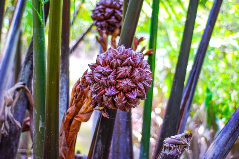 Nypa Fruticans Wurmb Nypa, Atap Palm, Nipa Palm, Mangrove Palm. Green ...