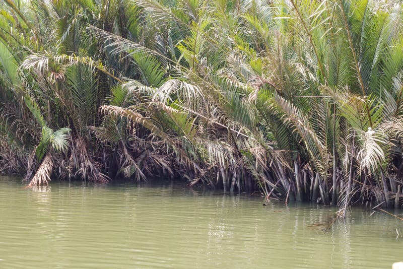 Nypa fruticans stock photo. Image of green, wetland, leaf - 52219618