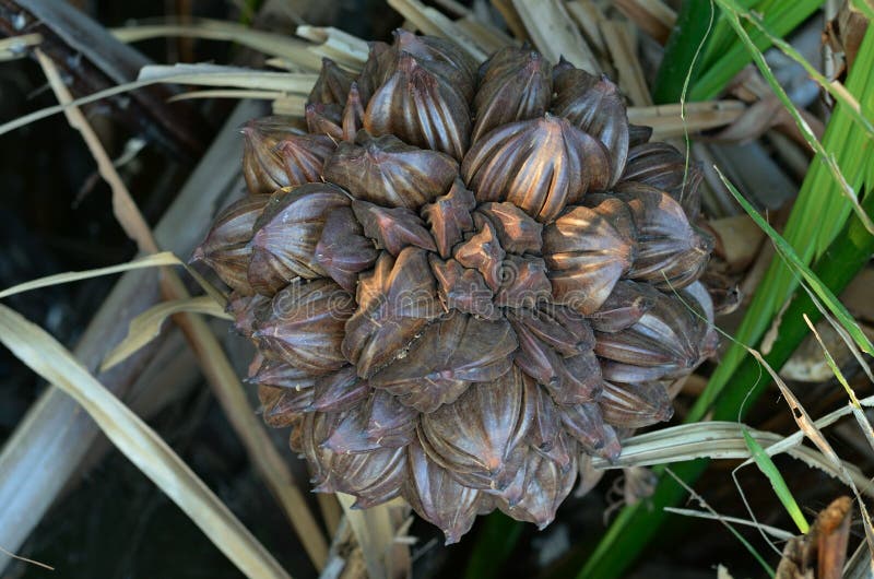 Nypa, Atap Palm, Nipa Palm, Mangrove Palm,fruits. Stock Photo - Image ...