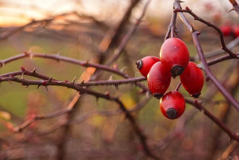 137 Nyponbuske Foton - Gratis och royaltyfria stockfoton från Dreamstime