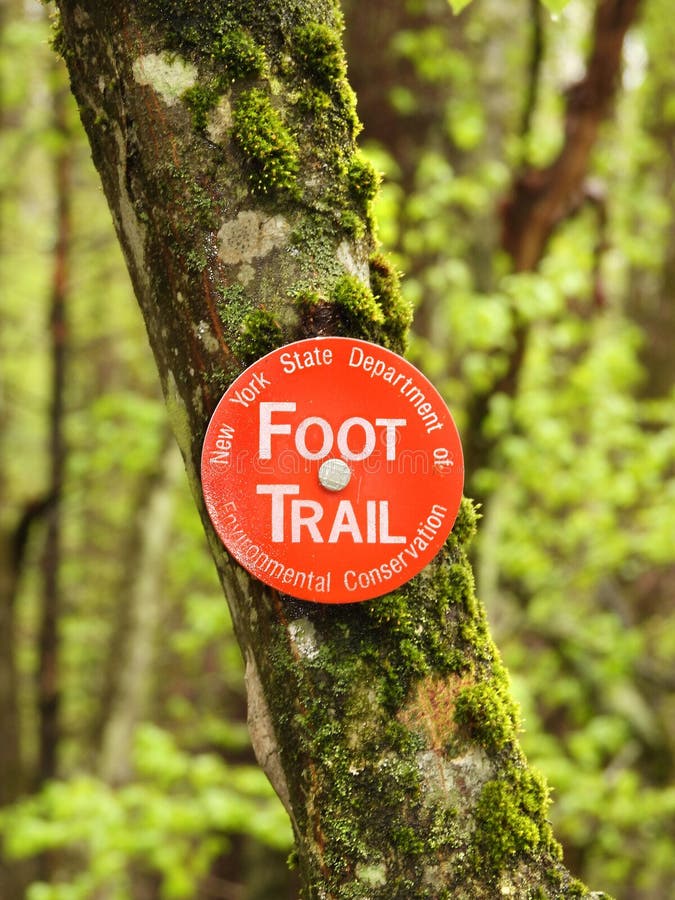 NYS DEC Reflective Trail Marker Attached To Forest Sapling Tree Stock ...