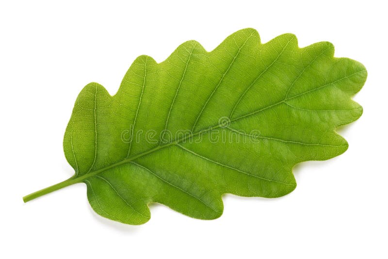 Ekblad arkivfoto. Bild av orange, modell, färg, garnering - 35573948