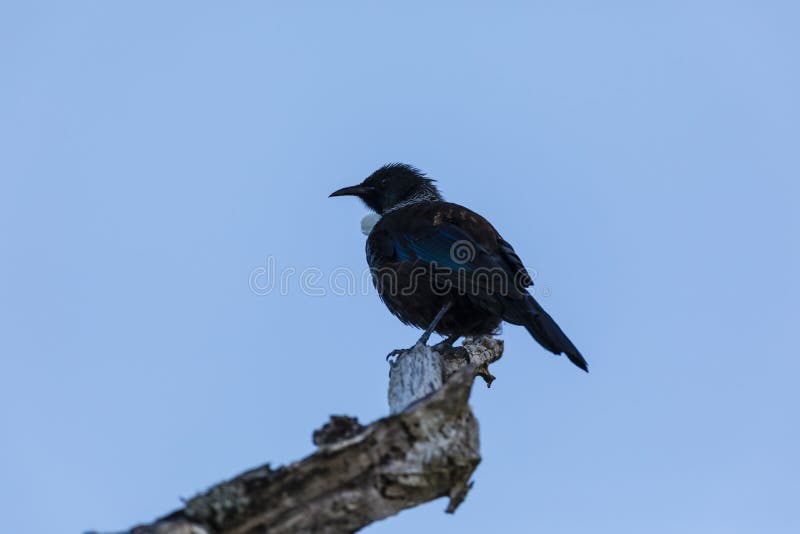 NZ Tui Bird stock photo. Image of raven, birdwatching - 85135116