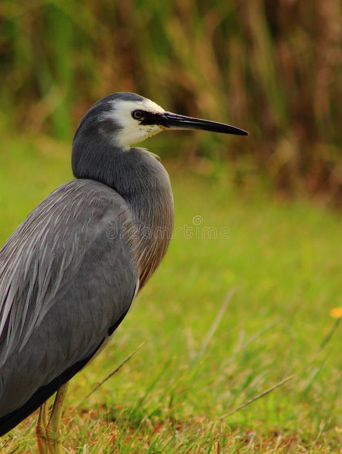 Greenshell mussels stock photo. Image of zealand, fishing - 13587134