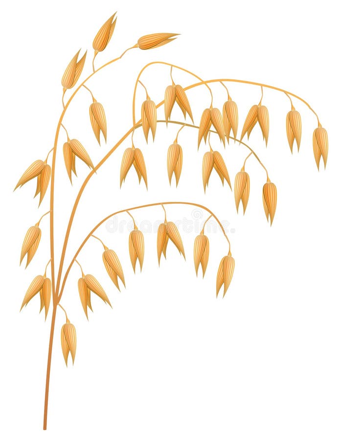 Cereales - Avena Y Semillas Ilustración del Vector - Ilustración de ...