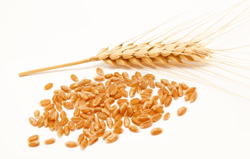 Oídos Y Semilla Del Trigo Aislados En Un Blanco Foto de archivo ...
