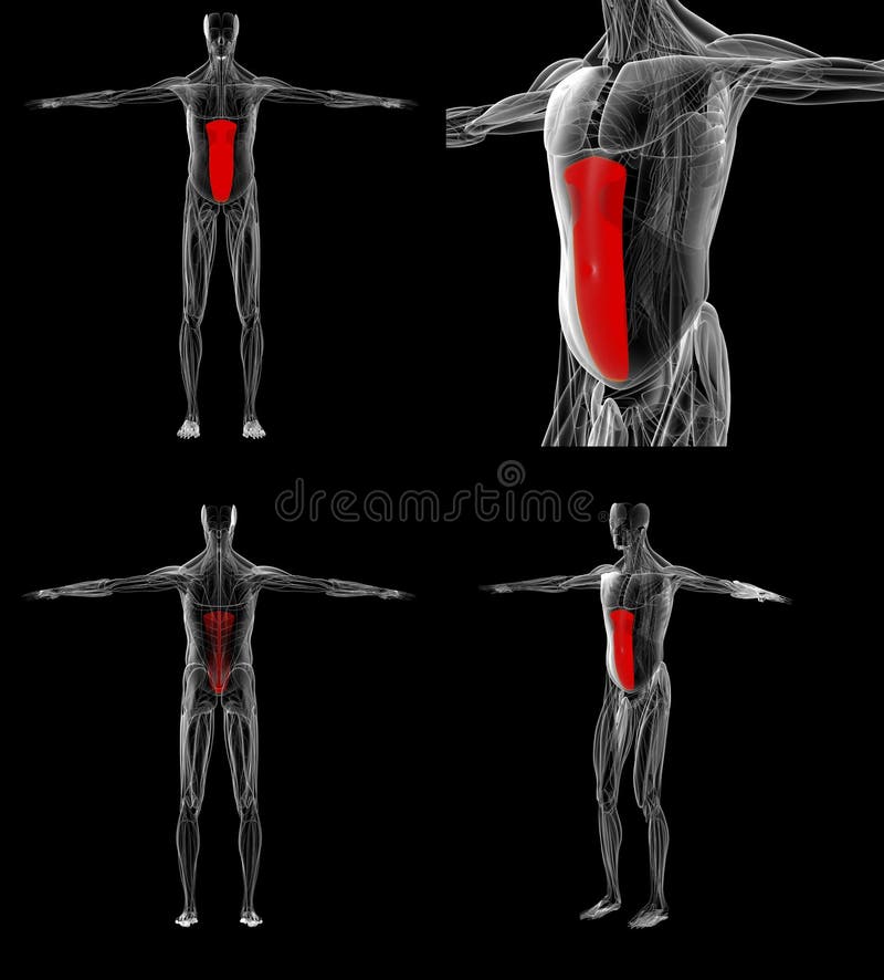 Músculo Reto Abdominis - Músculos Abdominais - Músculos Da Anatomia ...