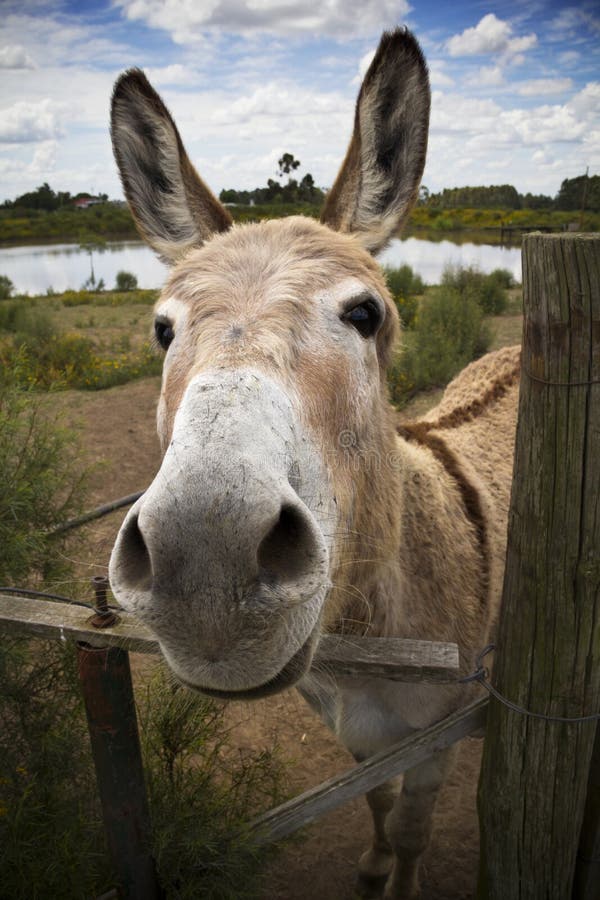 O asno foto de stock. Imagem de inteligente, fazenda - 40088712