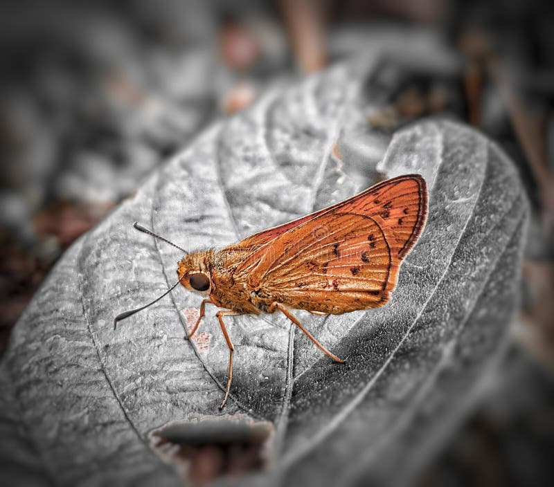 O Belo Inseto Potanthus Omaha Marrom-claro Imagem de Stock - Imagem de ...