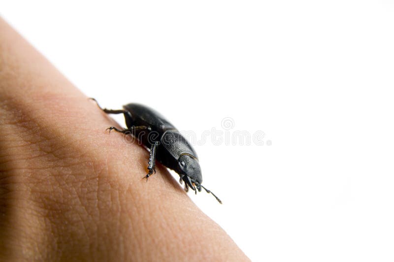 O besouro preto foto de stock. Imagem de armadura, branco - 10643998