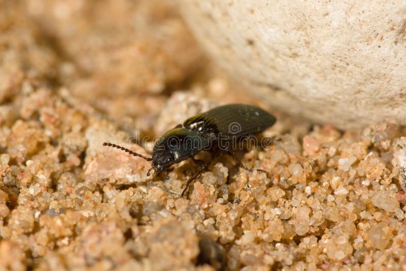 O besouro preto foto de stock. Imagem de insetos, pedra - 76107912