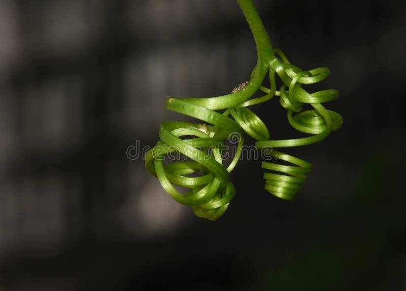 O Bigode Da Nuvem Com a Espiral Da Curva De Forma Com Fundo Natural ...