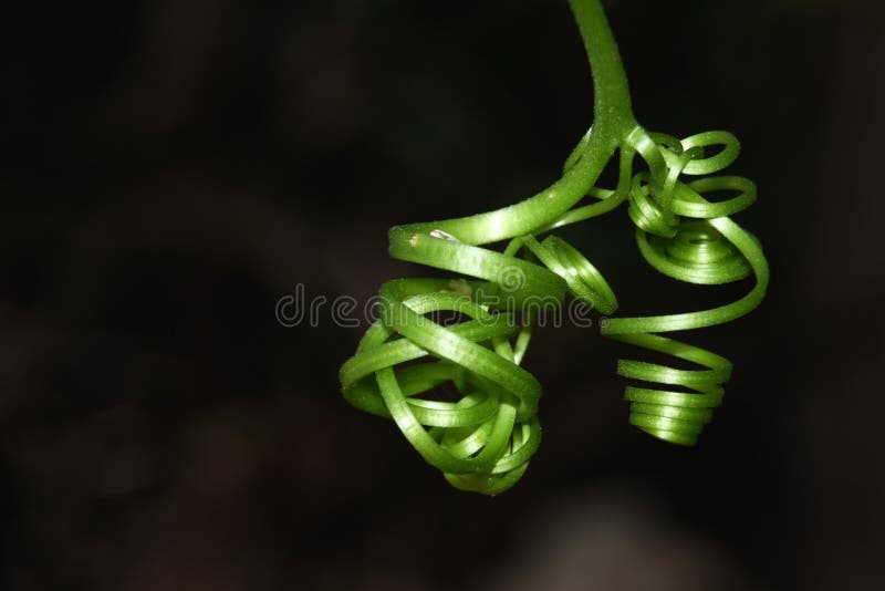 O Bigode Da Nuvem Com a Espiral Da Curva De Forma Com Fundo Natural ...