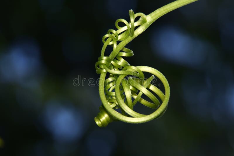 O Bigode Da Nuvem Com a Espiral Da Curva De Forma Com Fundo Natural ...