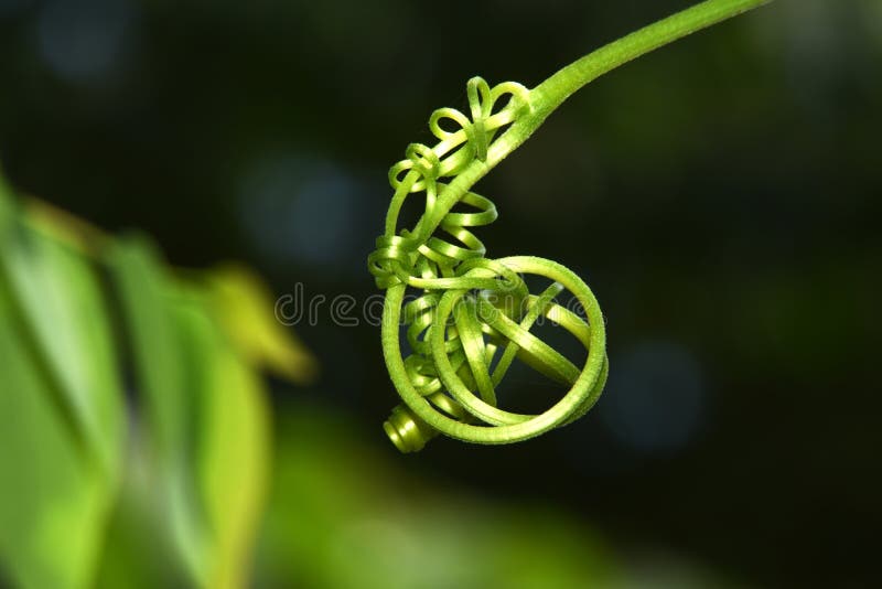 O Bigode Da Nuvem Com a Espiral Da Curva De Forma Com Fundo Natural ...