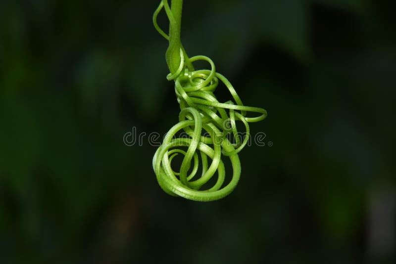 O Bigode Da Nuvem Com a Espiral Da Curva De Forma Com Fundo Natural ...