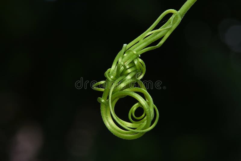 O Bigode Da Nuvem Com a Espiral Da Curva De Forma Com Fundo Natural ...