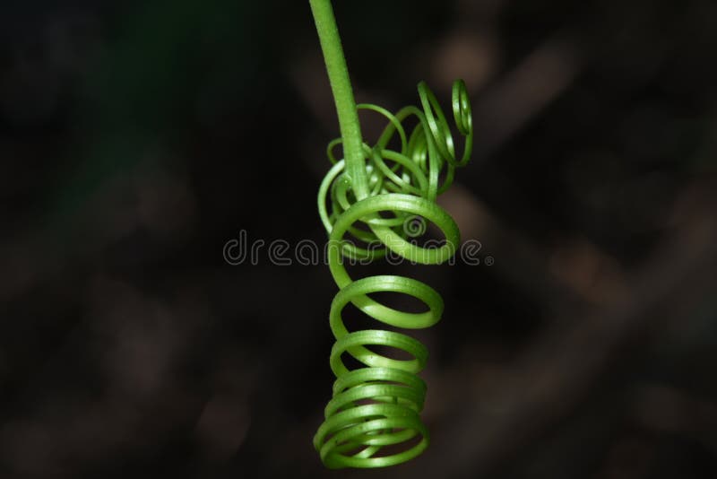 O Bigode Da Nuvem Com a Espiral Da Curva De Forma Com Fundo Natural ...