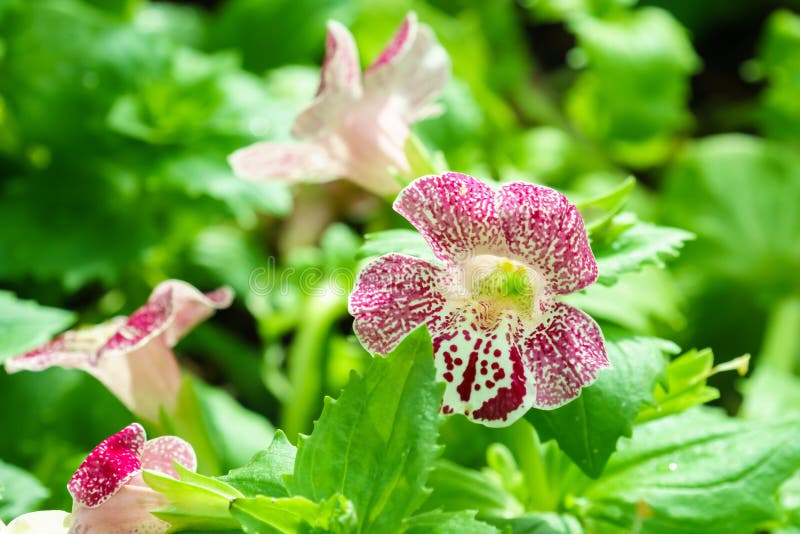 O Branco Roxo Manchou a Flor Do Macaco Do Mimulus No Jardim Foto de ...