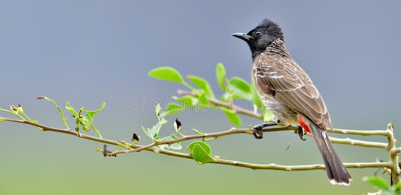 O Cafer Vermelho-exalado De Pycnonotus Do Bulbul Foto de Stock - Imagem ...