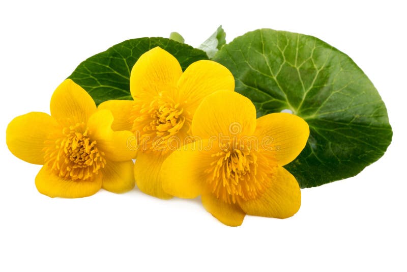 O Caltha Floresce (palustris Do Caltha) No Fundo Branco Foto de Stock ...