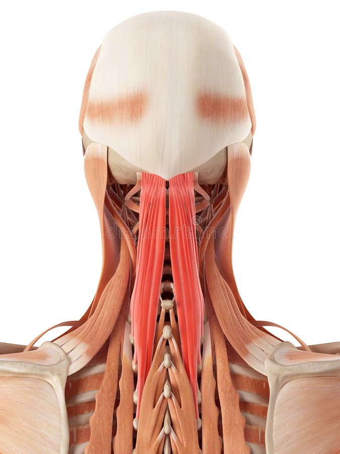 O capitis dos semispinalis ilustração stock. Ilustração de anatomia ...