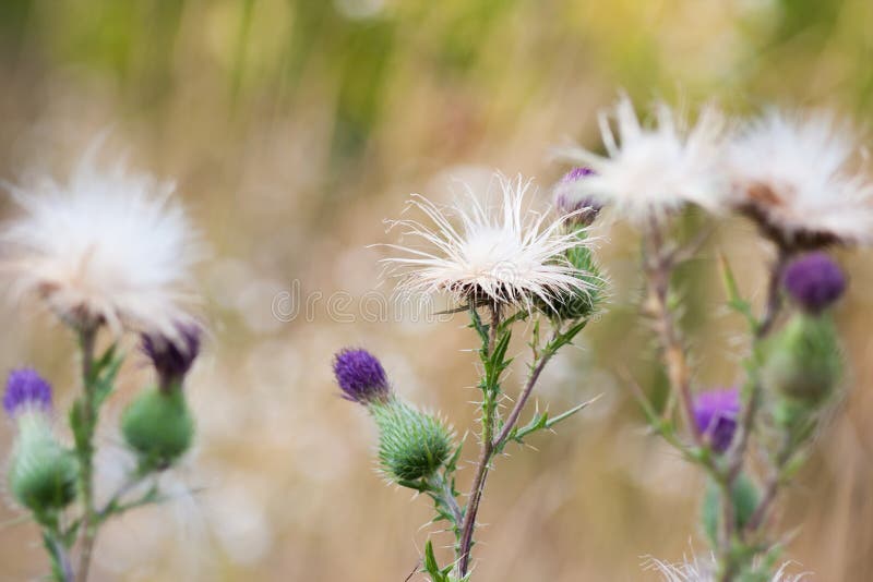Planta Roxa Da Natureza Do Espinho Do Verde Da Flor Do Cardo Imagem de ...