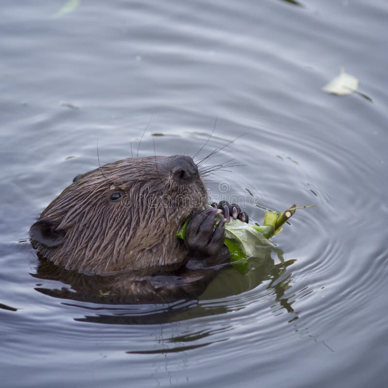 O Castor Na Lagoa Que Come Um Galho Foto de Stock - Imagem de nariz ...