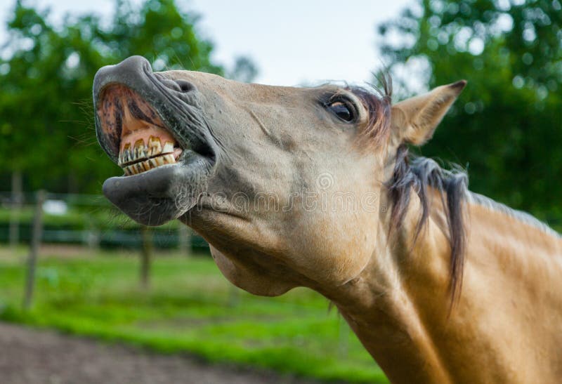 O Cavalo De Brown Mostra Seus Dentes Foto de Stock - Imagem de fundo ...