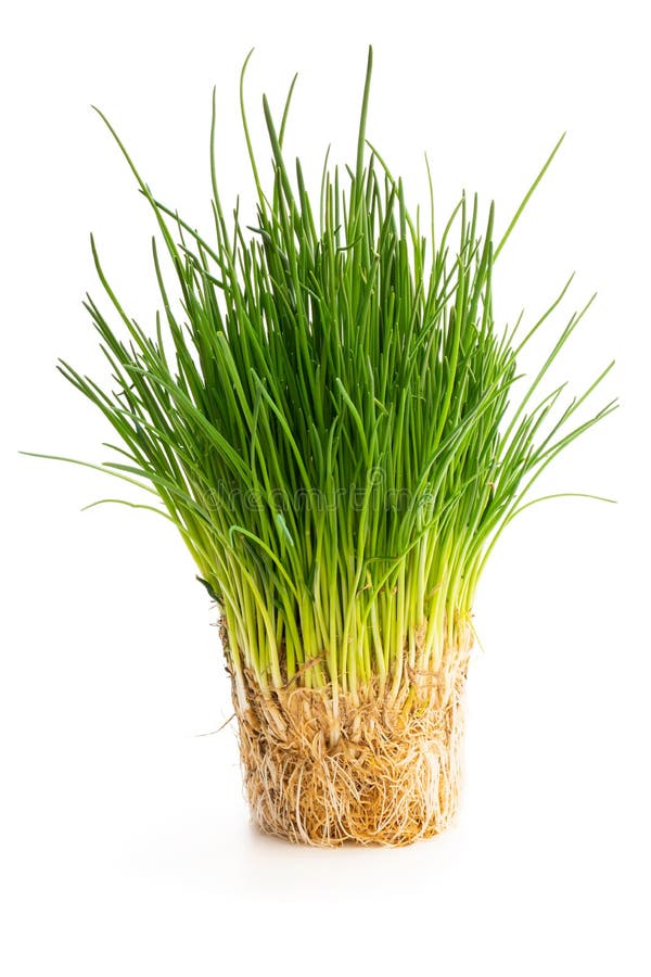 O Cebolinho Planta Com As Raizes Isoladas No Branco Foto de Stock ...