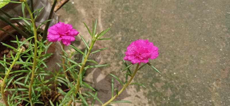 10 o clock flower stock image. Image of wildflower, lawn - 192457379