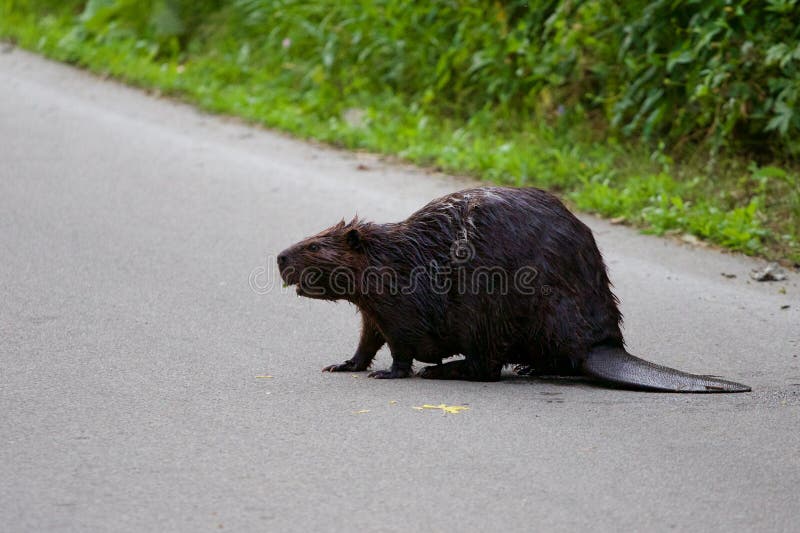 O Close-up Do Castor Norte-americano Imagem de Stock - Imagem de roedor ...