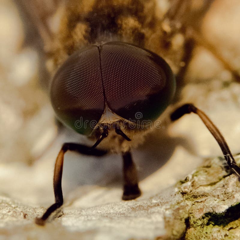 Olhos compostos das moscas imagem de stock. Imagem de housefly - 26095679