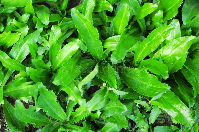 Raiz verde do coentro foto de stock. Imagem de erva, aroma - 20811830