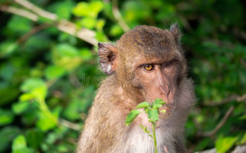 O Comportamento Dos Macacos Que Cada Dia Varia Imagem de Stock - Imagem ...
