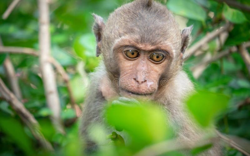 O Comportamento Dos Macacos Que Cada Dia Varia Imagem de Stock - Imagem ...
