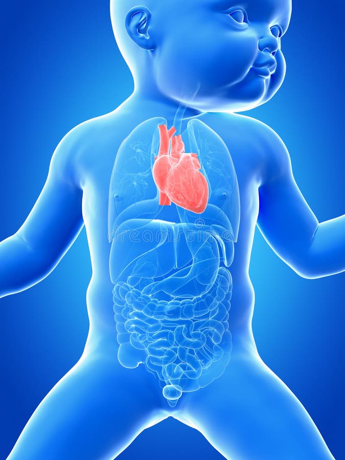 O coração de um bebê ilustração stock. Ilustração de anatômico - 39788719