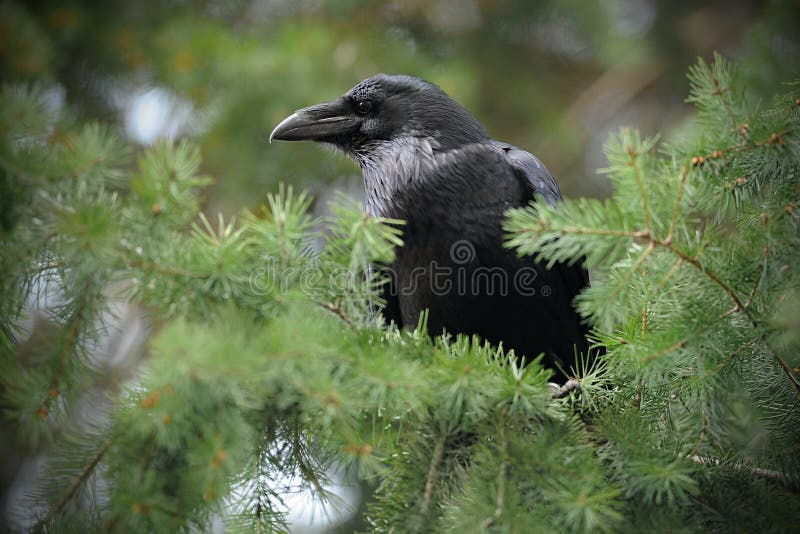 O Corax Comum Do Corvus Do Corvo, Igualmente Conhecido Como O Corvo Do ...