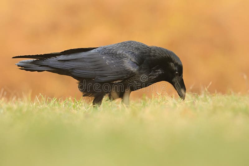O Corax Comum Do Corvus Do Corvo, Igualmente Conhecido Como O Corvo Do ...